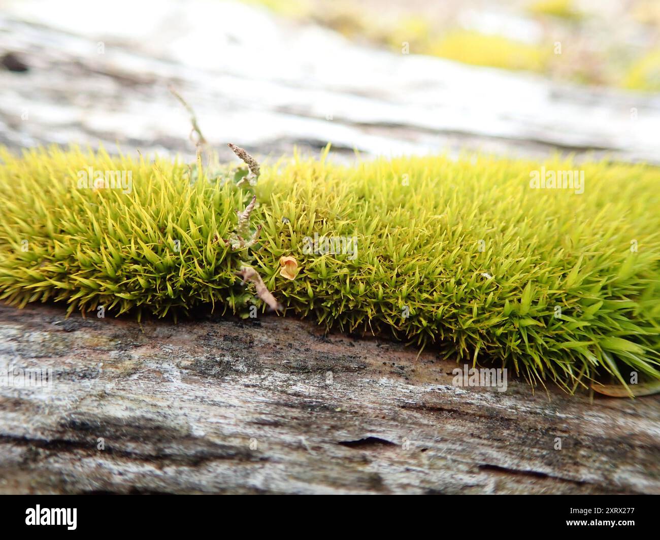 Common Pincushion (Dicranoweisia cirrata) Plantae Stock Photo - Alamy