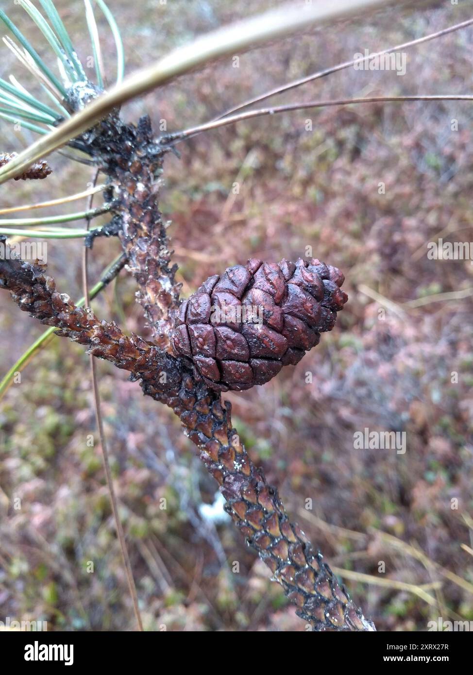 red pine (Pinus resinosa) Plantae Stock Photo - Alamy