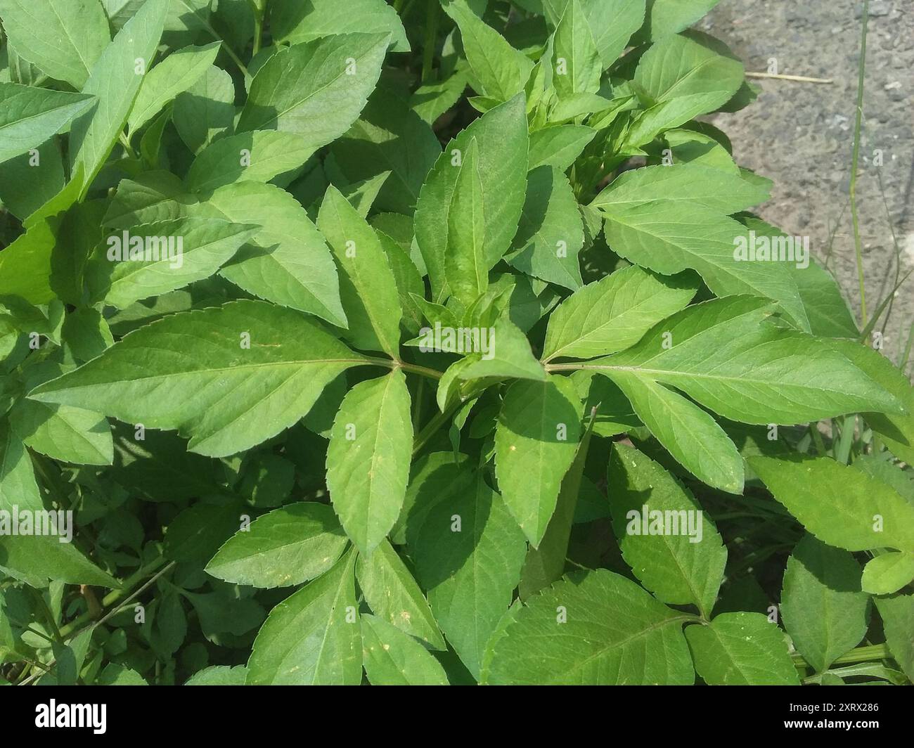 White beggarticks (Bidens alba) Plantae Stock Photo - Alamy
