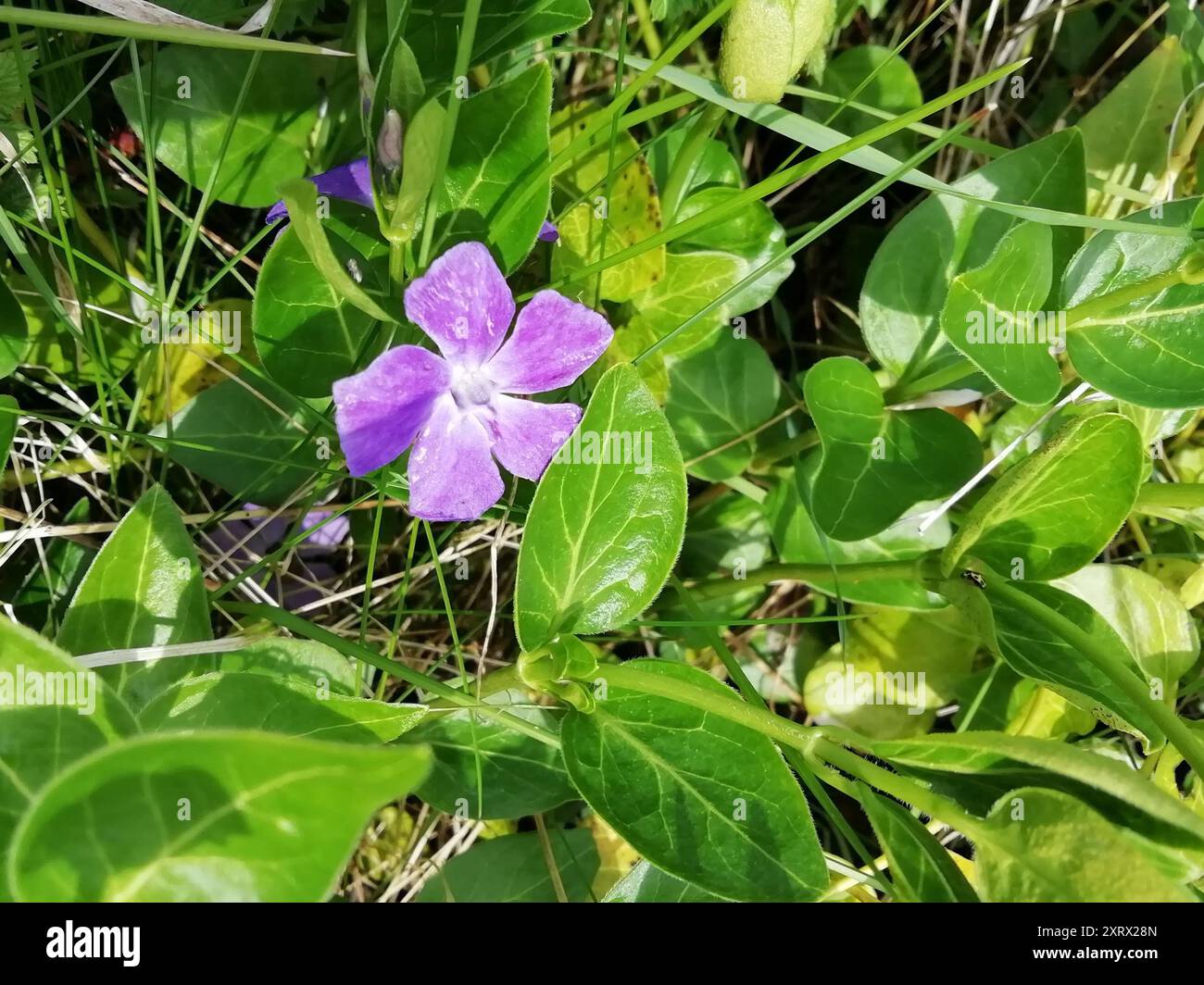 greater periwinkle (Vinca major) Plantae Stock Photo - Alamy