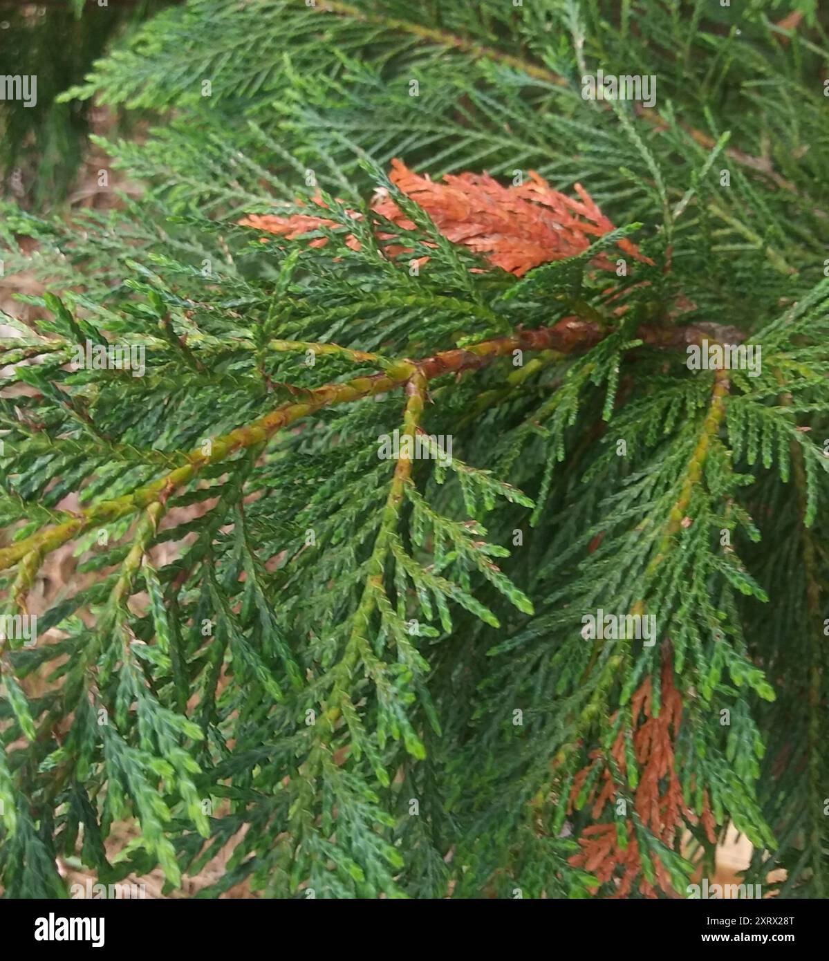 cypress family (Cupressaceae) Plantae Stock Photo - Alamy