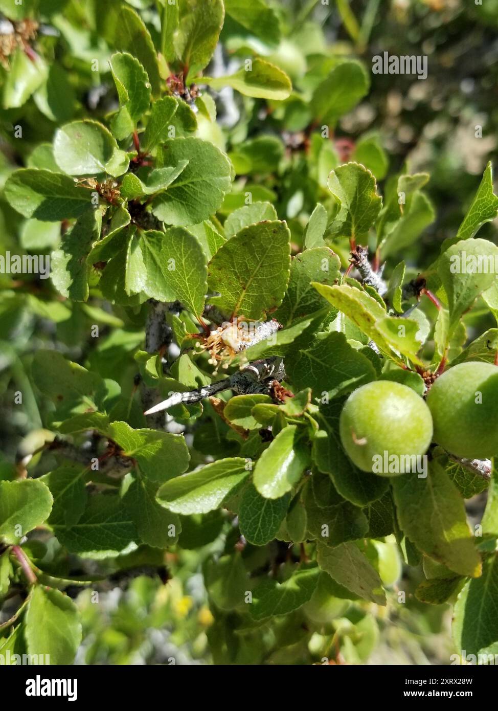 Desert Apricot (Prunus fremontii) Plantae Stock Photo - Alamy