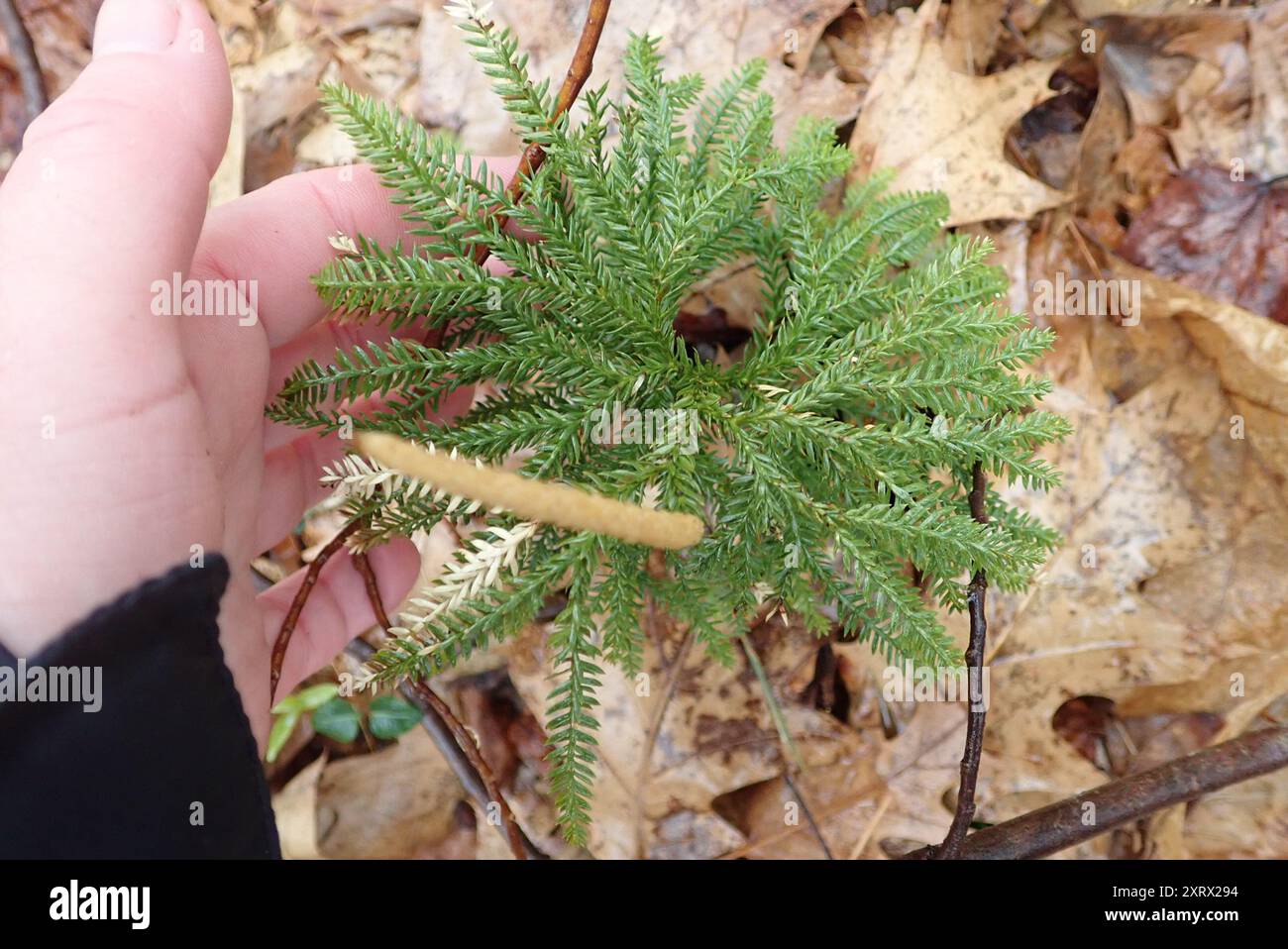 flat-branched tree-clubmoss (Dendrolycopodium obscurum) Plantae Stock ...