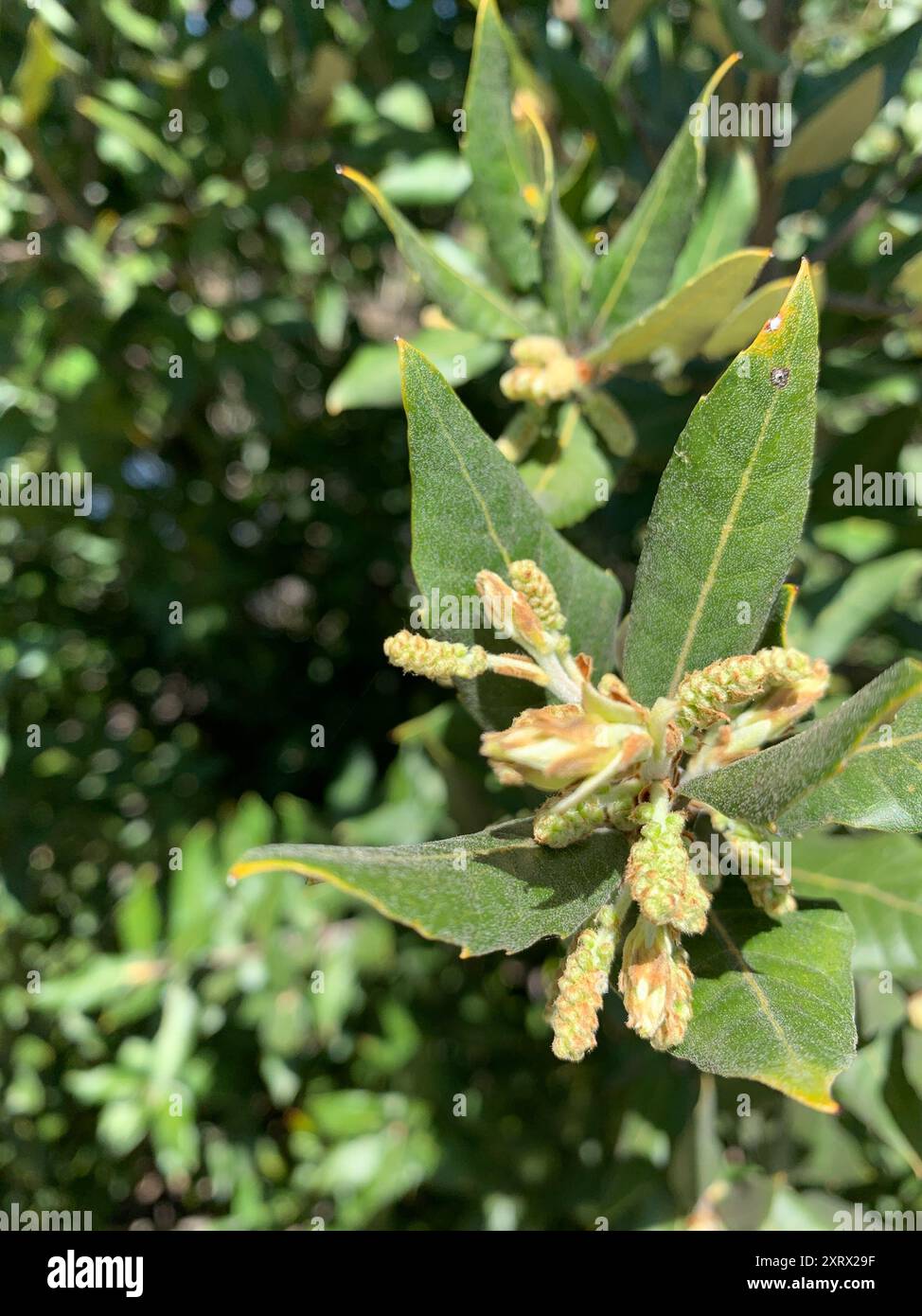 oaks (Quercus) Plantae Stock Photo - Alamy