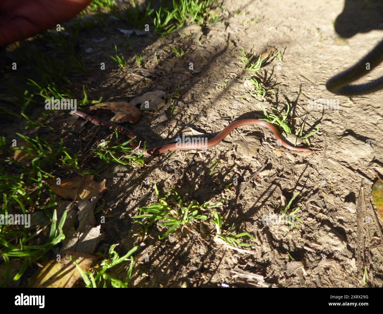 Contia tenuis hi-res stock photography and images - Alamy