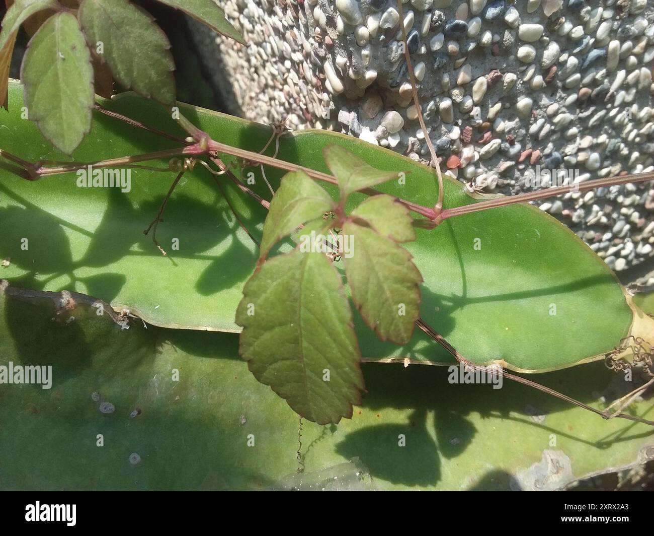 Bushkiller (Causonis japonica) Plantae Stock Photo - Alamy