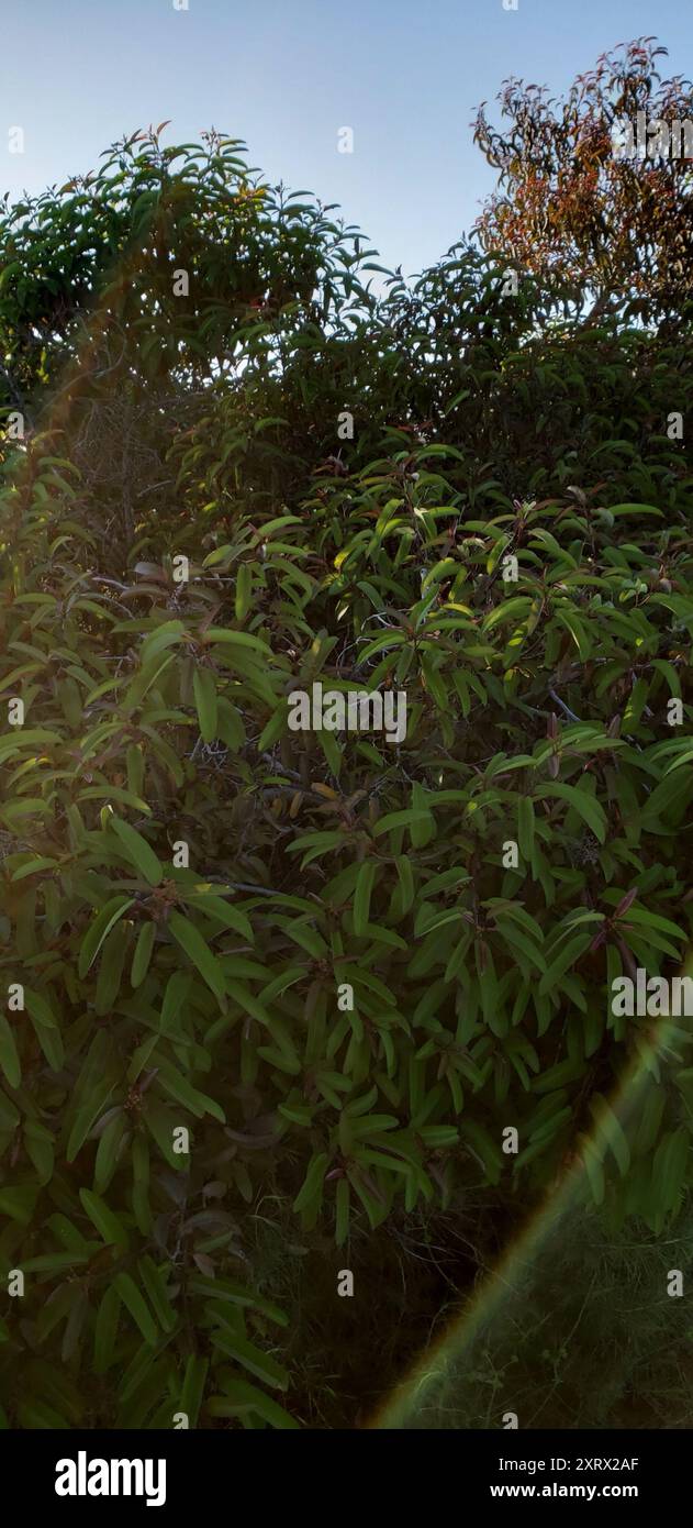 laurel sumac (Malosma laurina) Plantae Stock Photo - Alamy