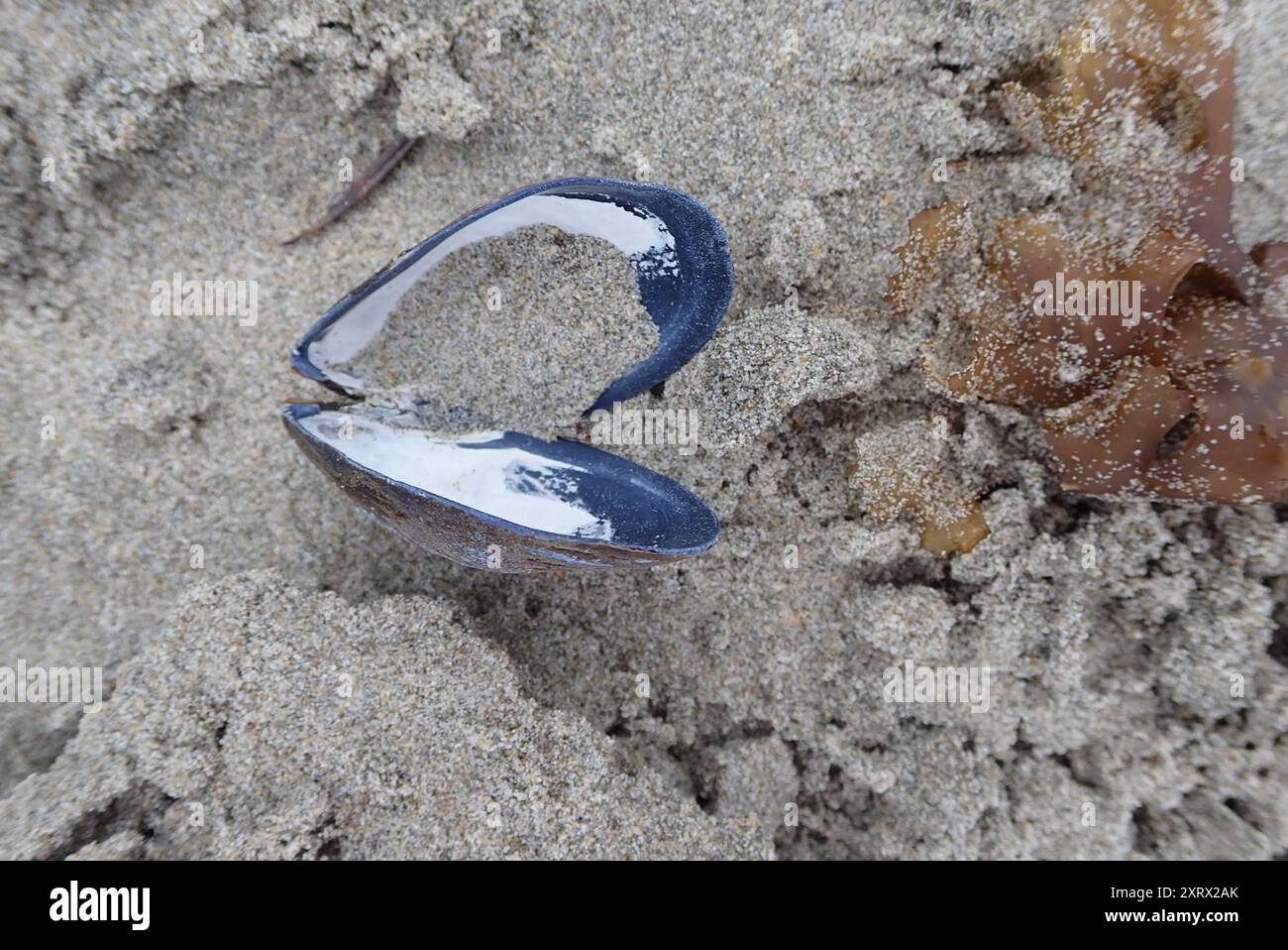 Blue Mussel (Mytilus edulis) Mollusca Stock Photo - Alamy