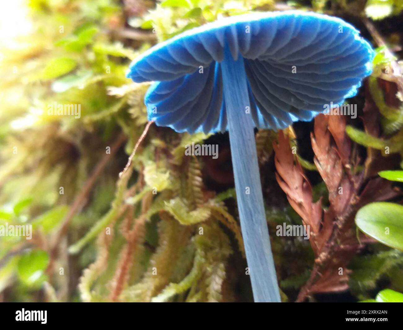 blue pinkgill (Entoloma hochstetteri) Fungi Stock Photo - Alamy