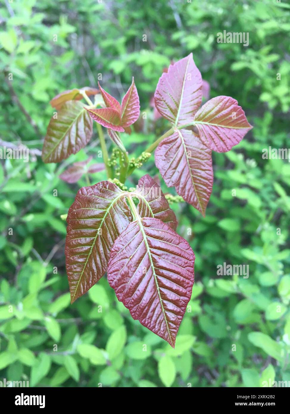 eastern poison ivy (Toxicodendron radicans) Plantae Stock Photo - Alamy