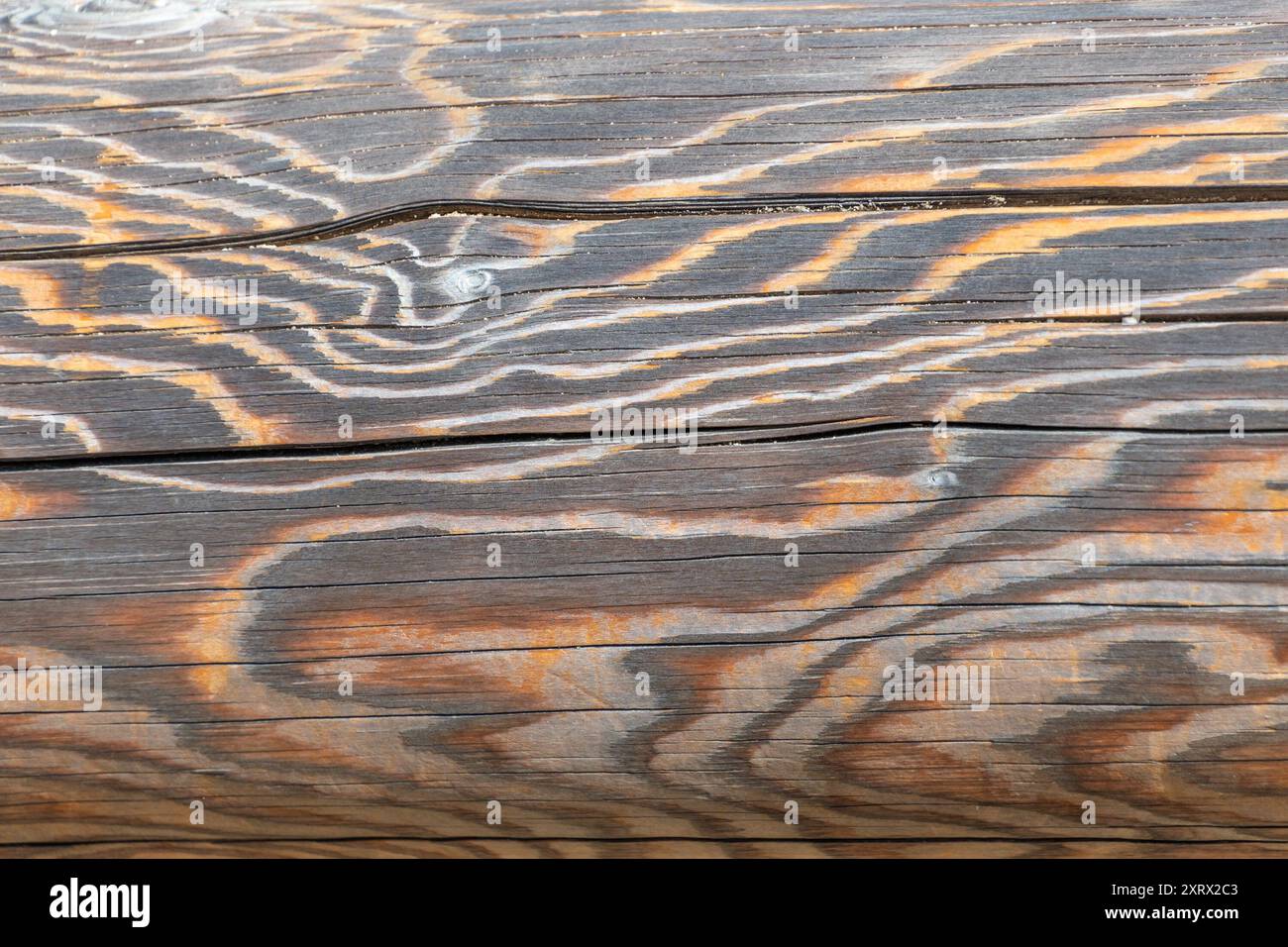 Patterns on a log. Beautiful wooden background. Wood texture Stock ...
