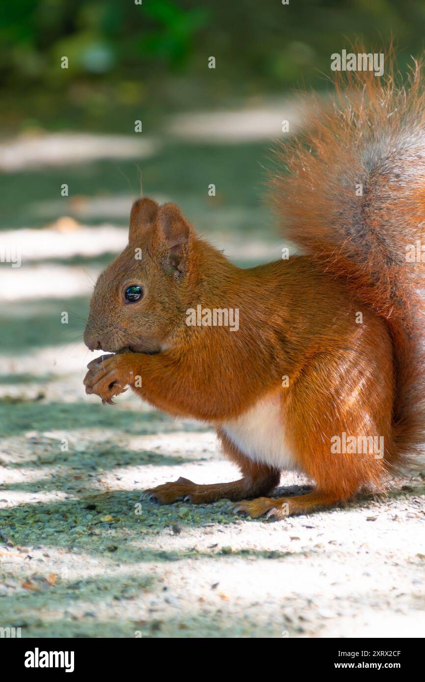 Cute red squirrel eats a nut in the park. Animals in nature Stock Photo - Alamy