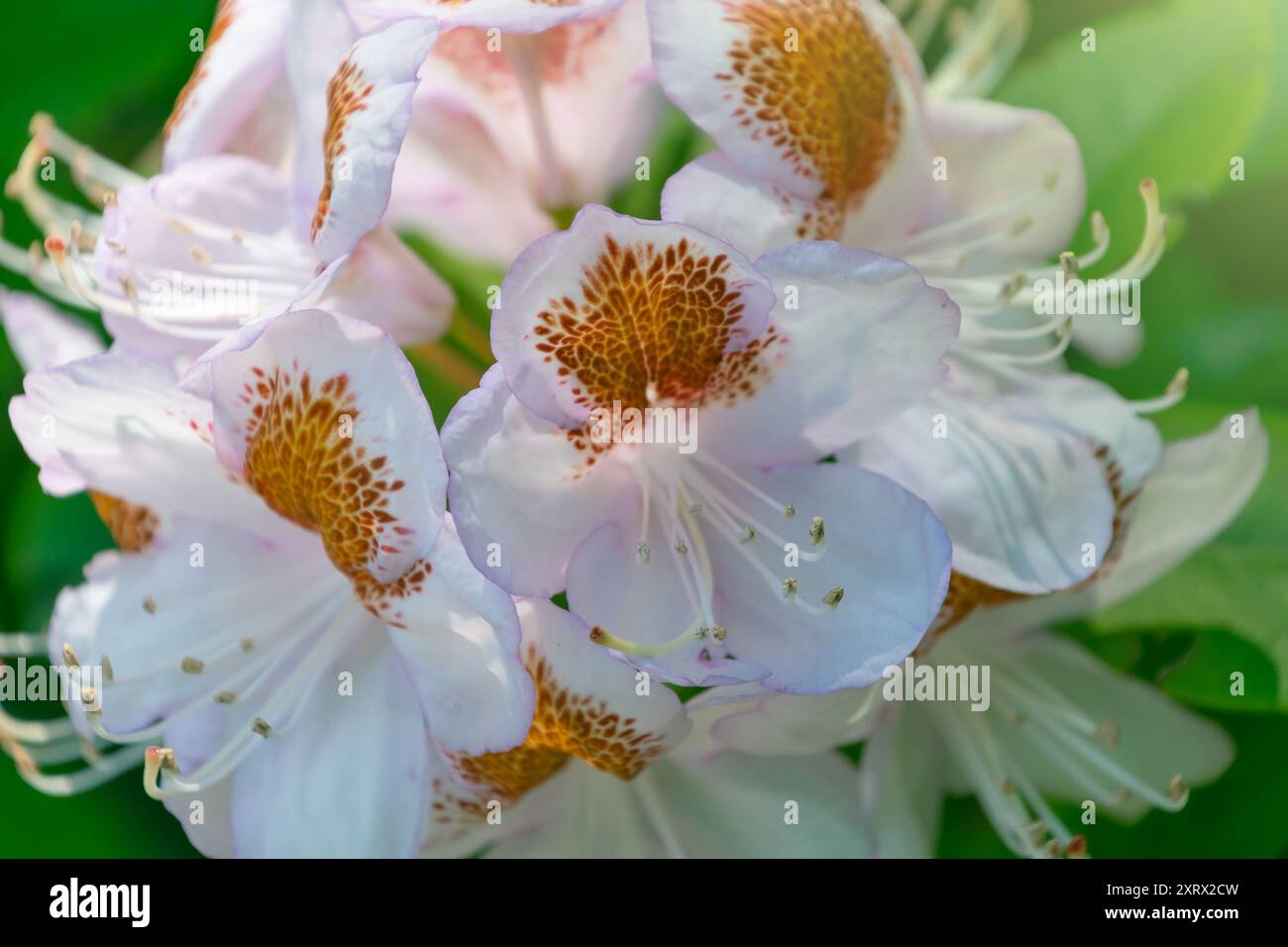 Beautiful white flowers of Rhododendron maximum, close-up. great laurel ...