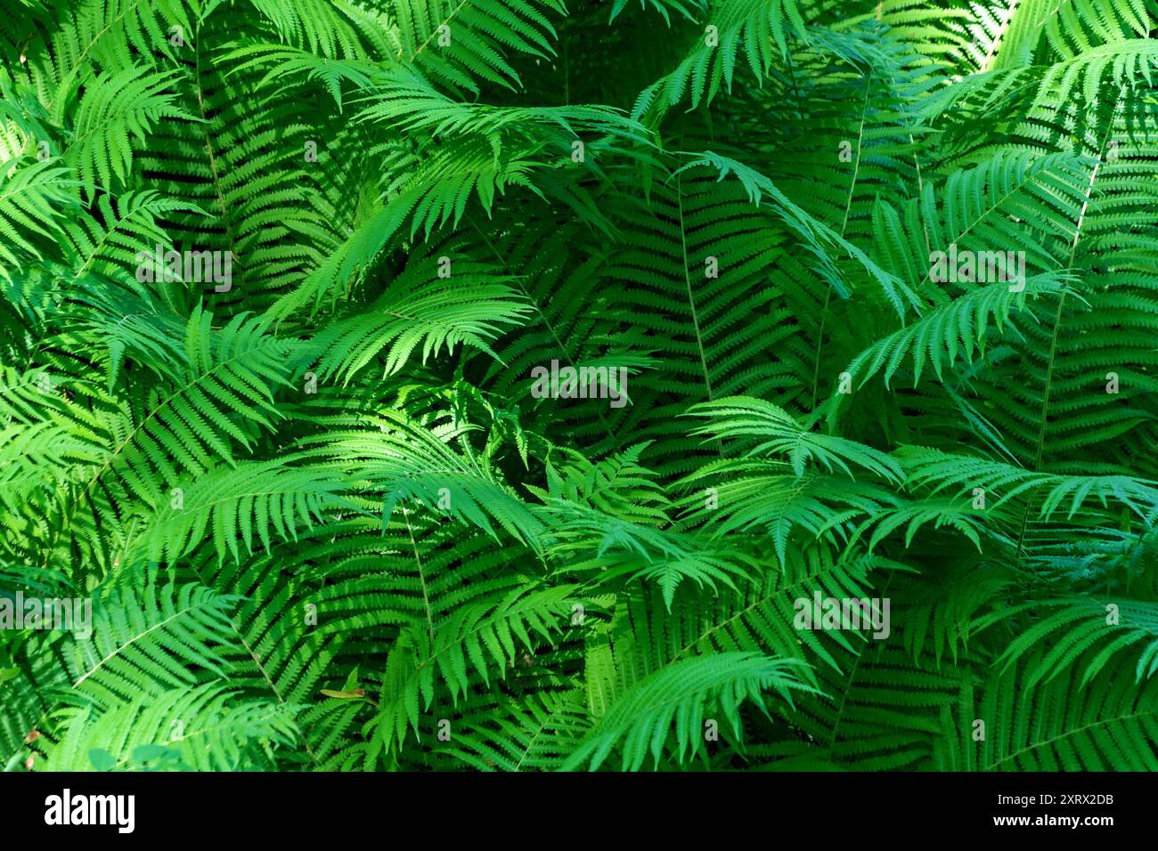 Green fern background. Onoclea sensibilis, the sensitive fern, the bead ...