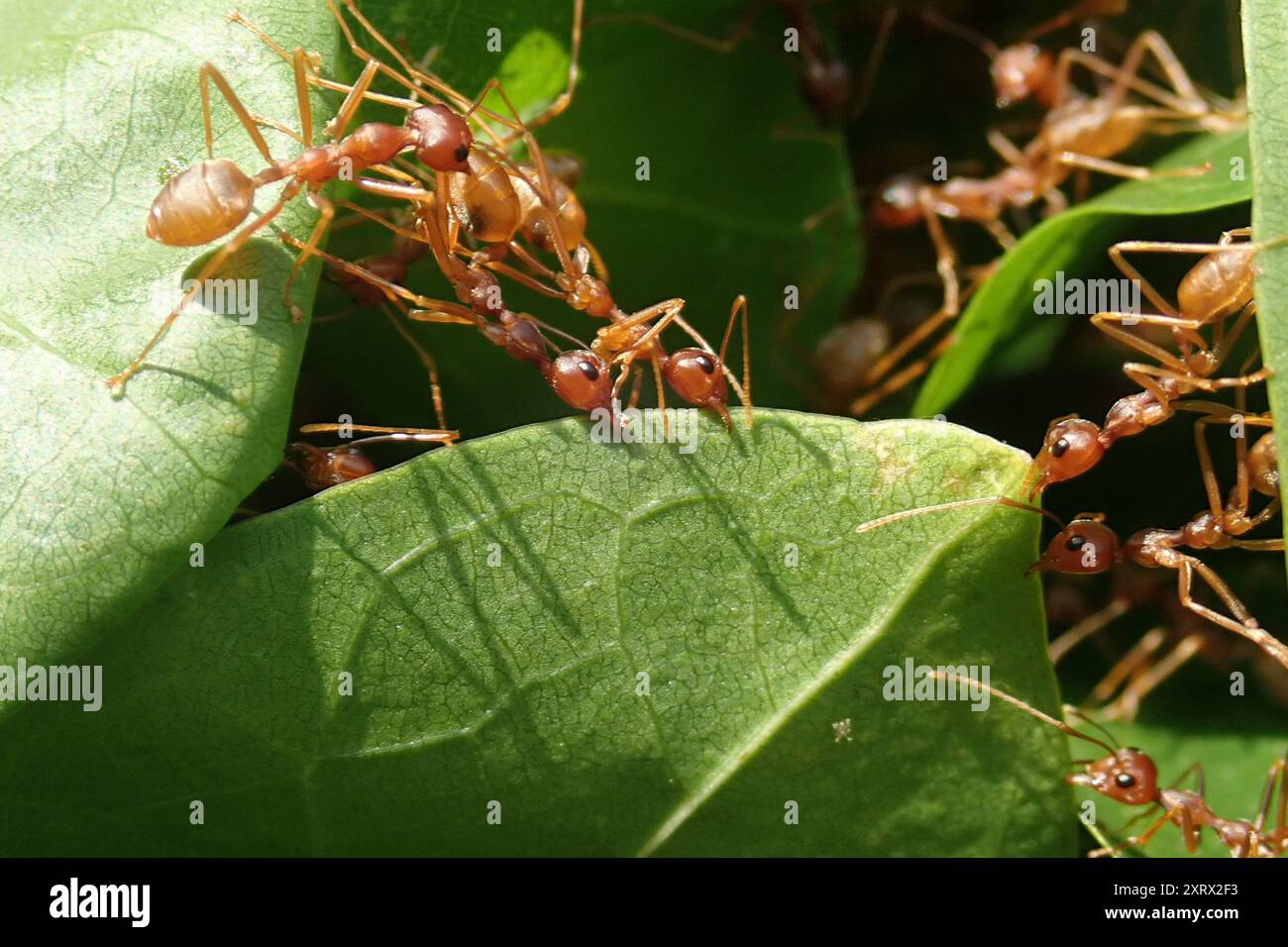 African Weaver Ant (Oecophylla longinoda) Insecta Stock Photo - Alamy