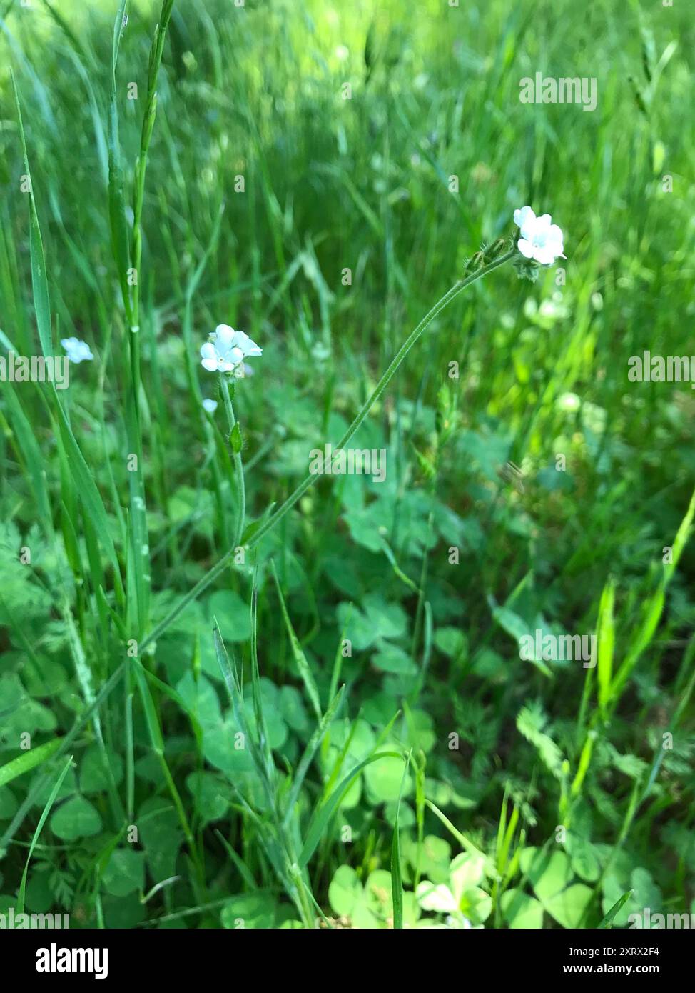 Rusty Popcornflower (Plagiobothrys nothofulvus) Plantae Stock Photo - Alamy