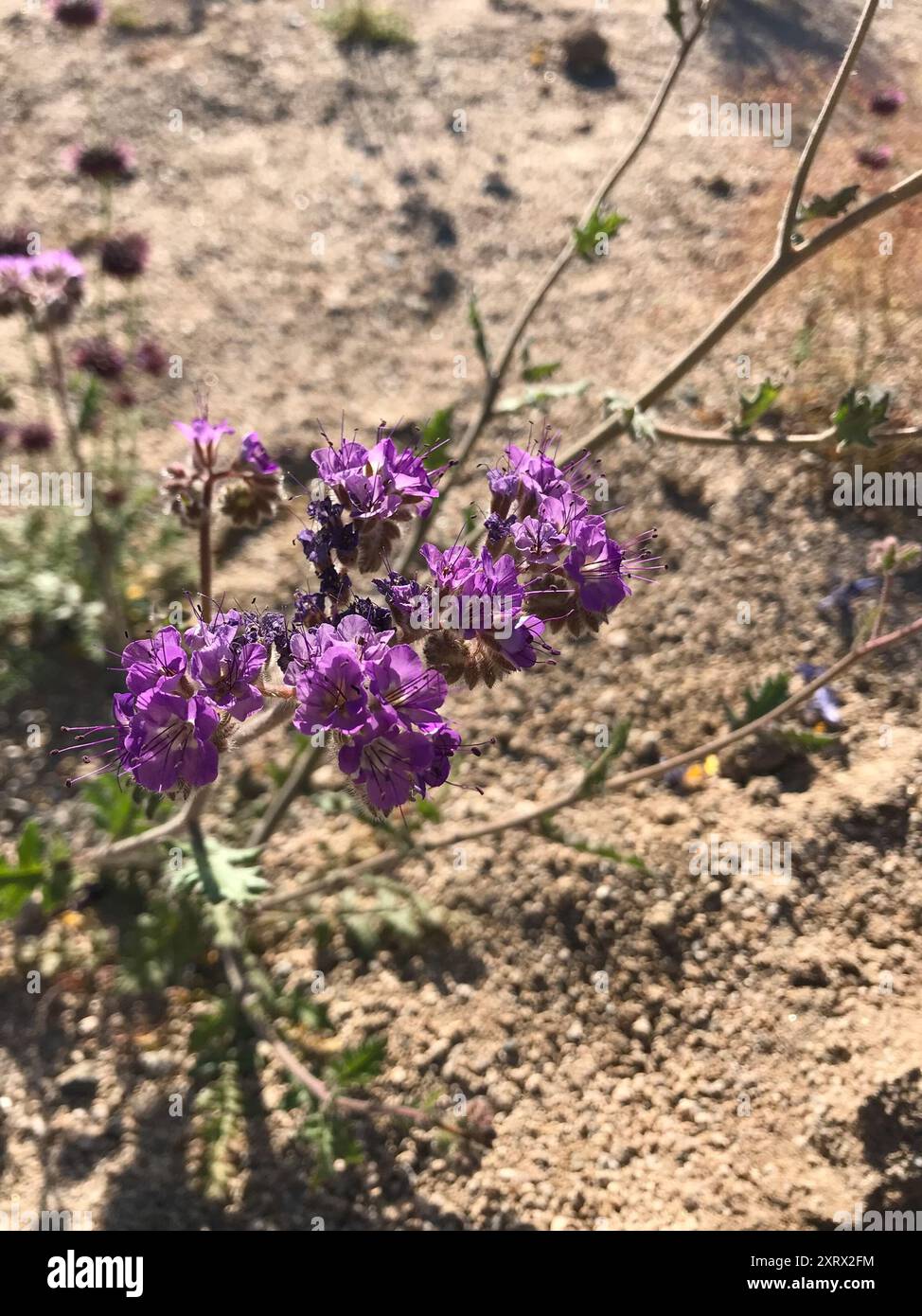 Notch-leaf Scorpionweed (Phacelia crenulata) Plantae Stock Photo - Alamy