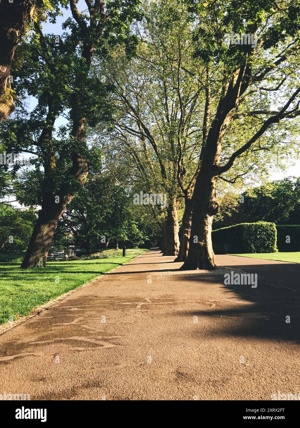 A path in a park with trees lining the way. The trees are tall and ...