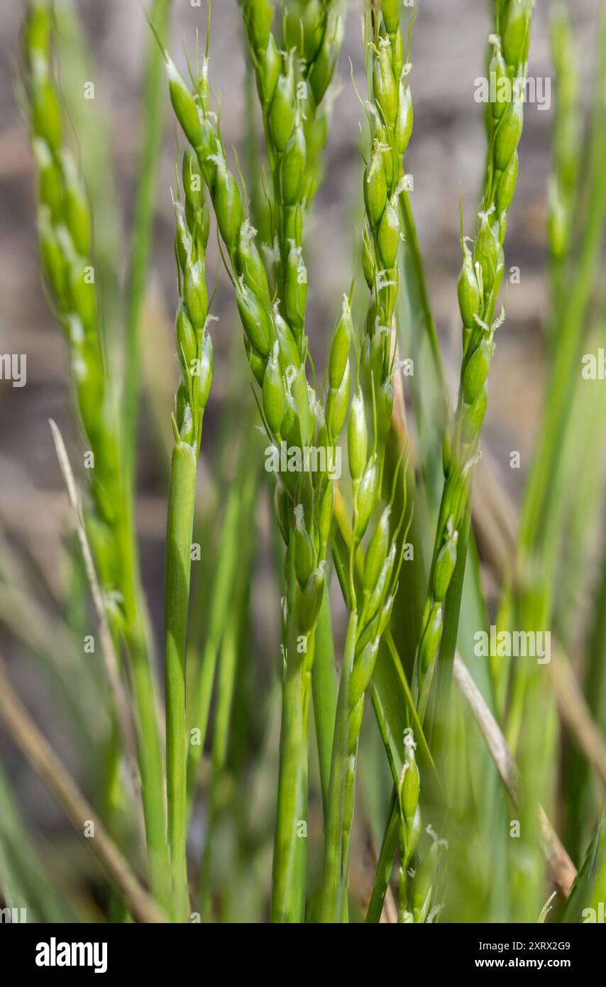 White-grained Mountain-ricegrass (Oryzopsis asperifolia) Plantae Stock ...