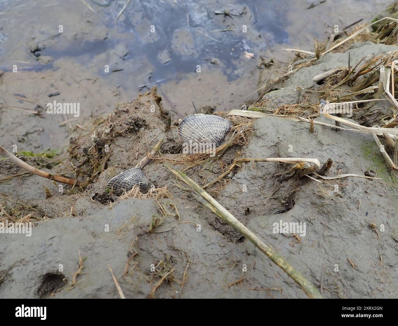 Atlantic Ribbed Mussel (Geukensia demissa) Mollusca Stock Photo - Alamy