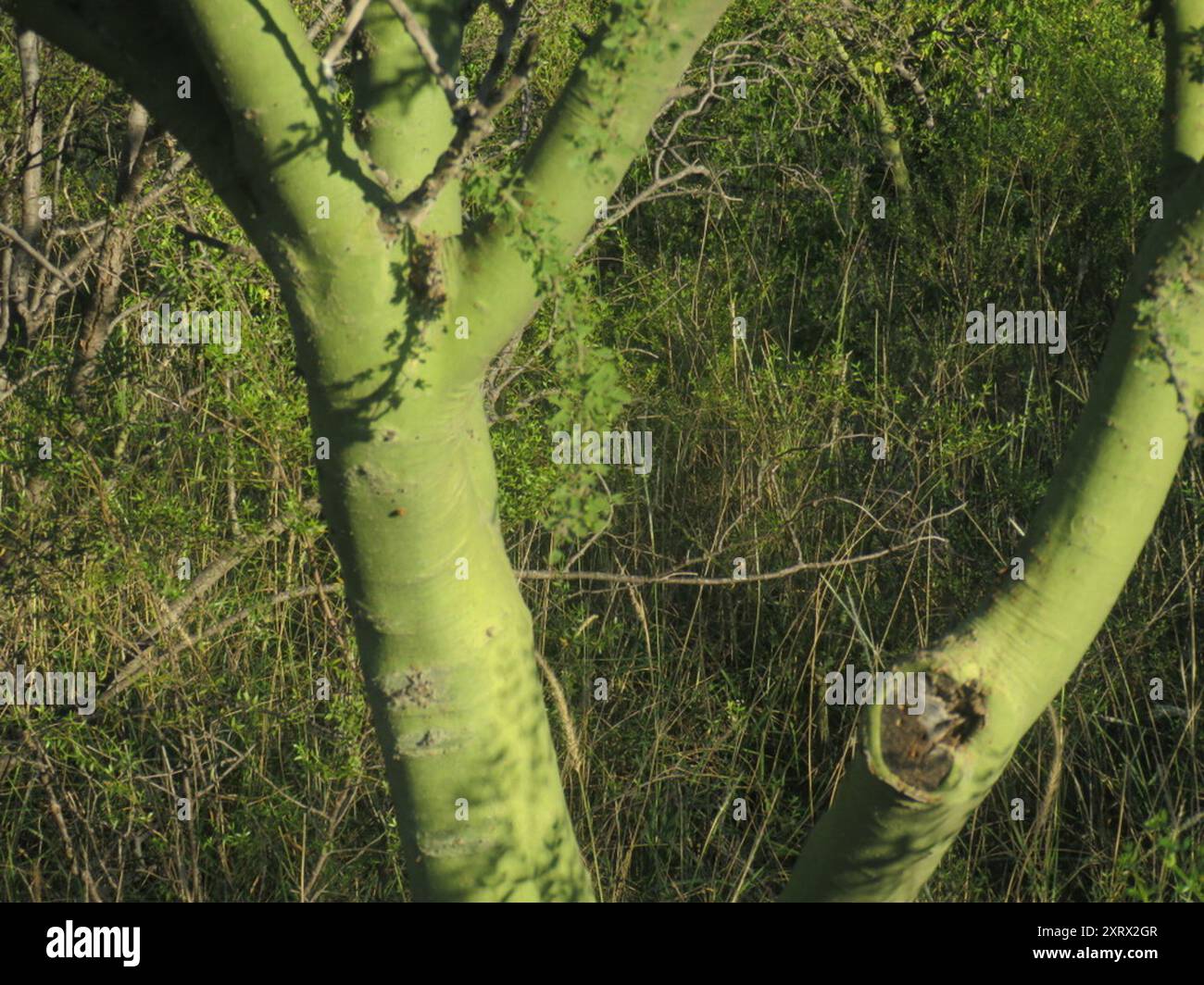 palo brea (Parkinsonia praecox) Plantae Stock Photo - Alamy