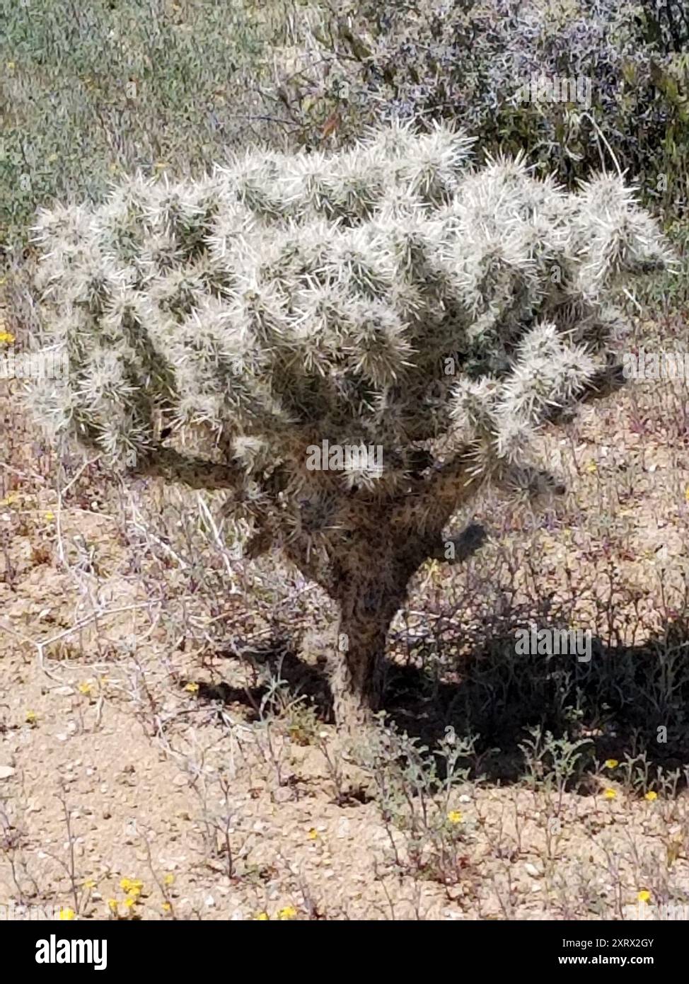 Silver Cholla (Cylindropuntia echinocarpa) Plantae Stock Photo - Alamy