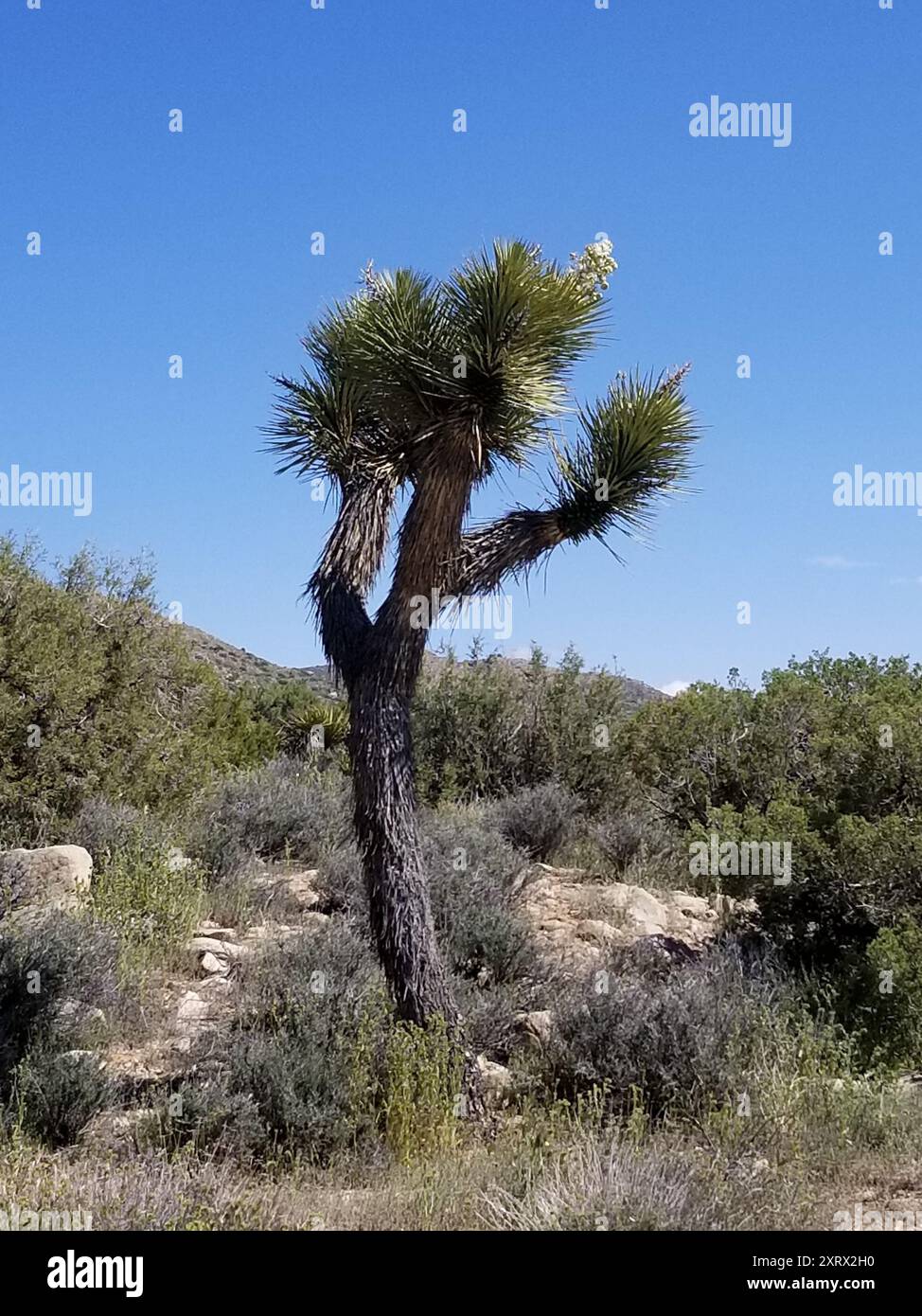 Joshua Tree (Yucca brevifolia) Plantae Stock Photo - Alamy