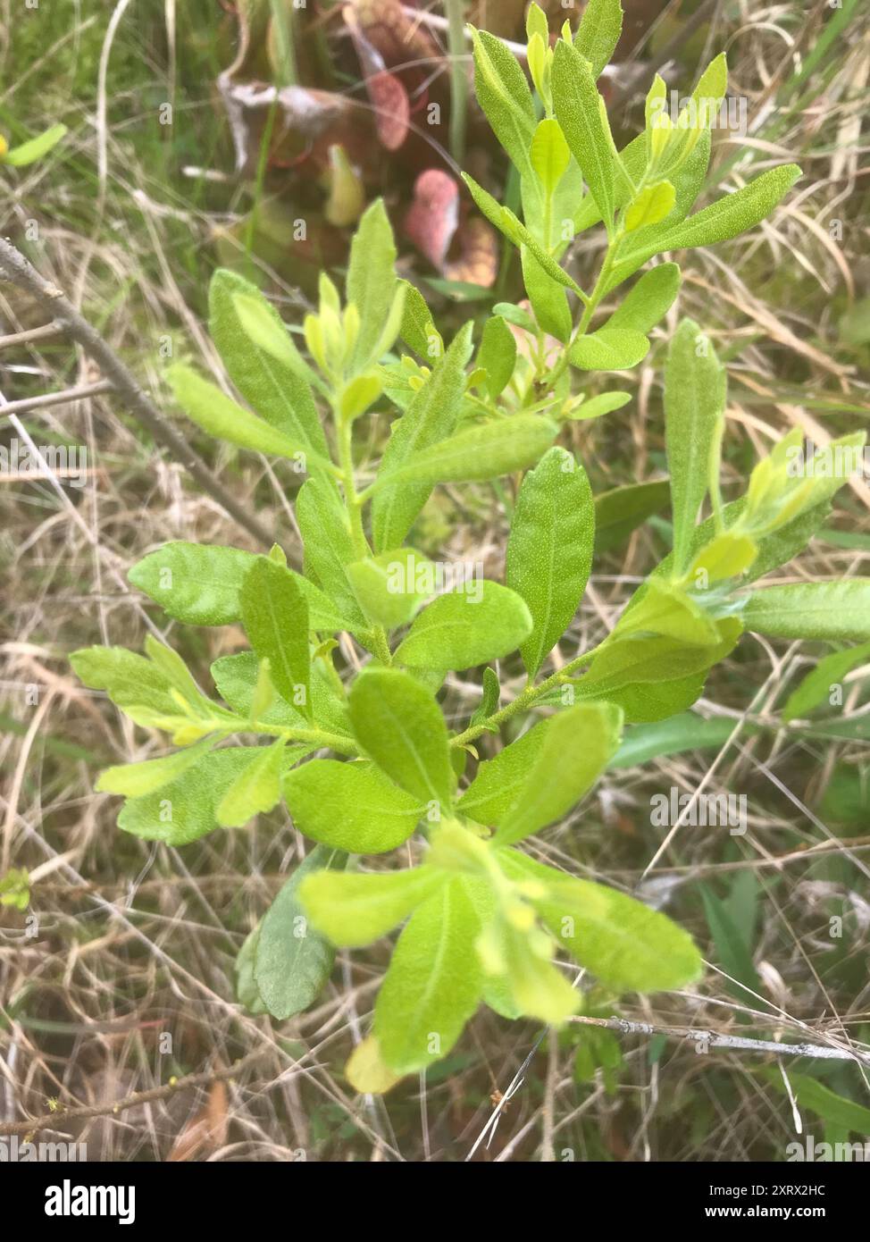 southern bayberry (Morella caroliniensis) Plantae Stock Photo - Alamy