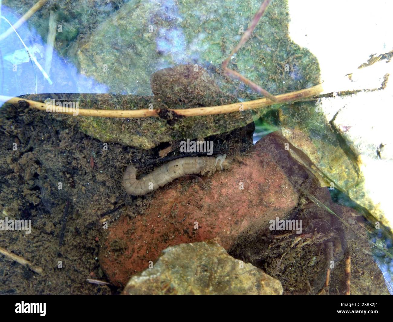 Crane Flies (Tipulomorpha) Insecta Stock Photo - Alamy