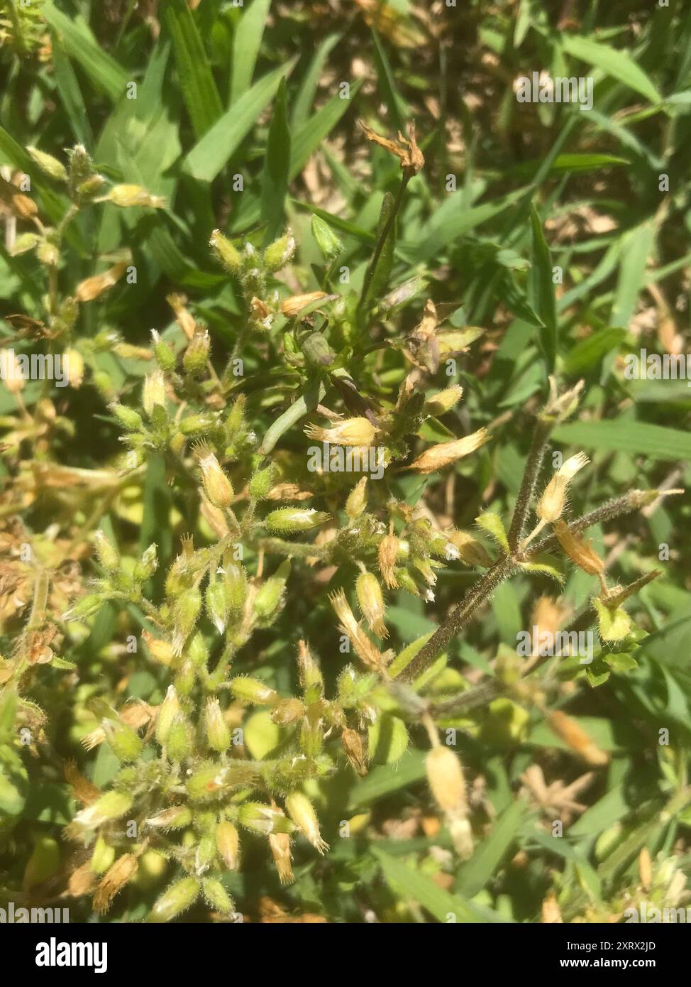 Sticky mouse-ear chickweed (Cerastium glomeratum) Plantae Stock Photo ...