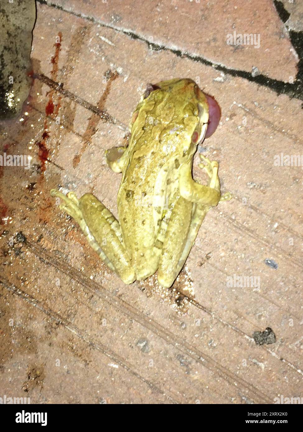 Cuban Tree Frog (Osteopilus septentrionalis) Amphibia Stock Photo - Alamy