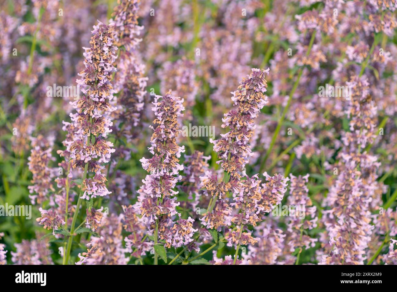 Purple Nepeta grandiflora flowers, close-up. flowering plant in the ...