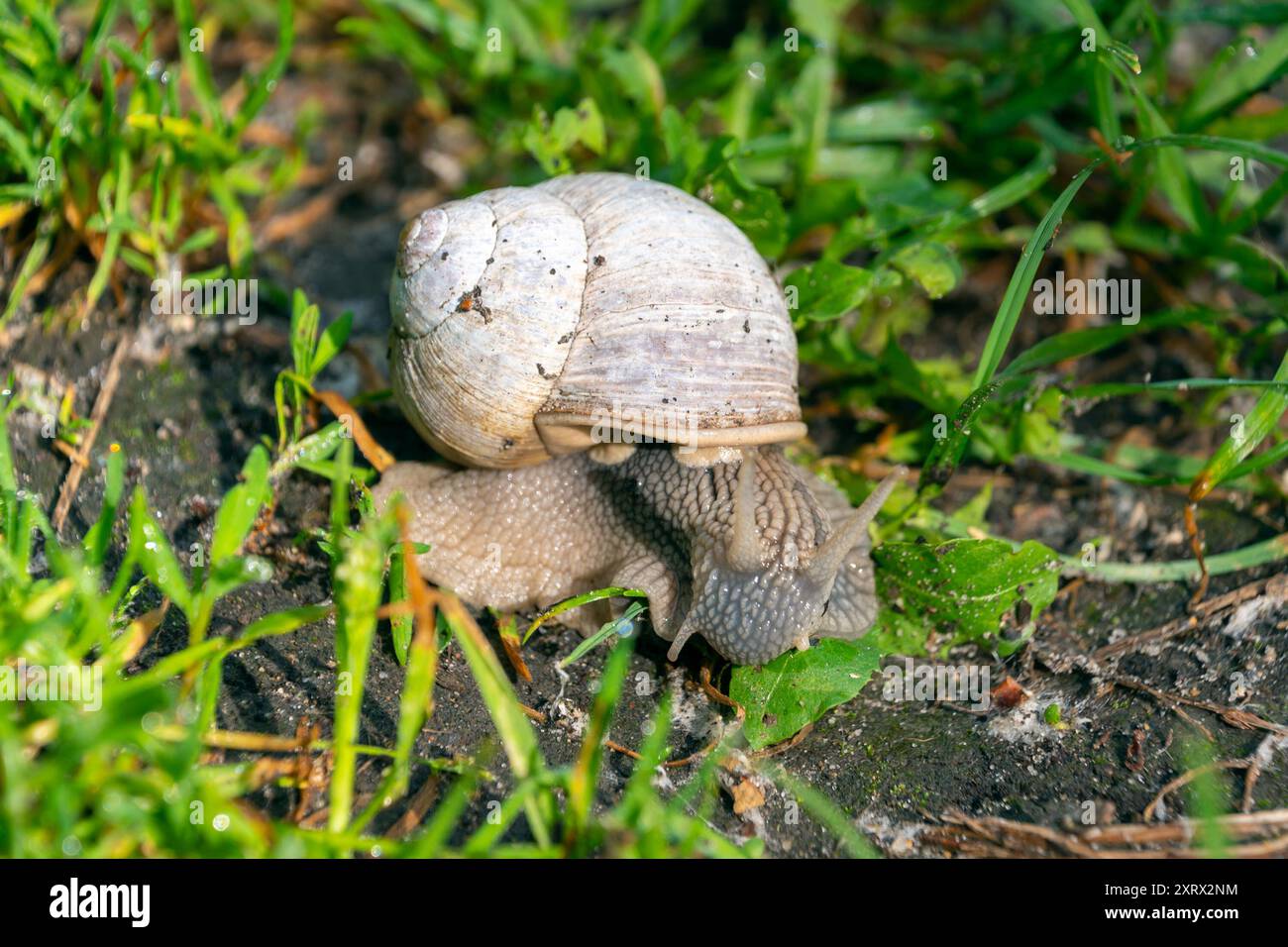 Snail among green grass. Animals in nature. a shelled gastropod Stock ...