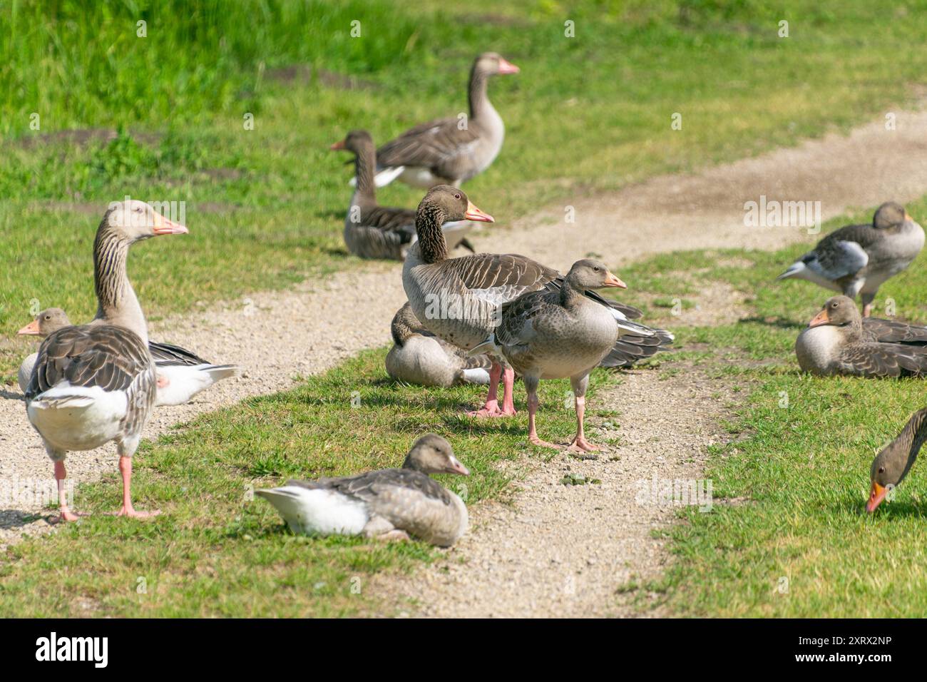 Gray geese with goslings. Birds in the wild Stock Photo - Alamy