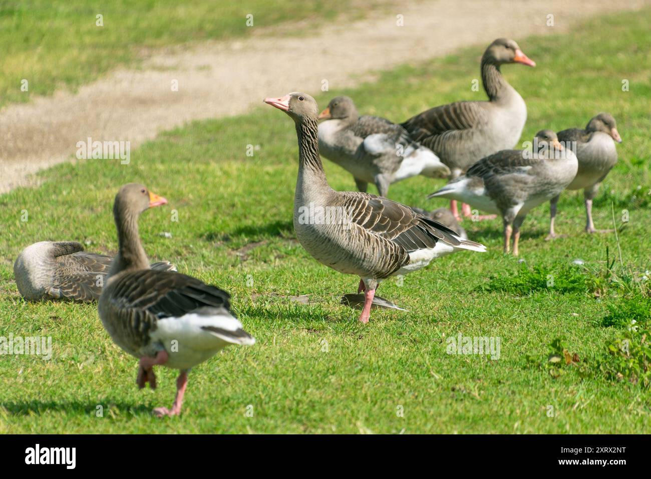 Gray geese with goslings. Birds in the wild Stock Photo - Alamy