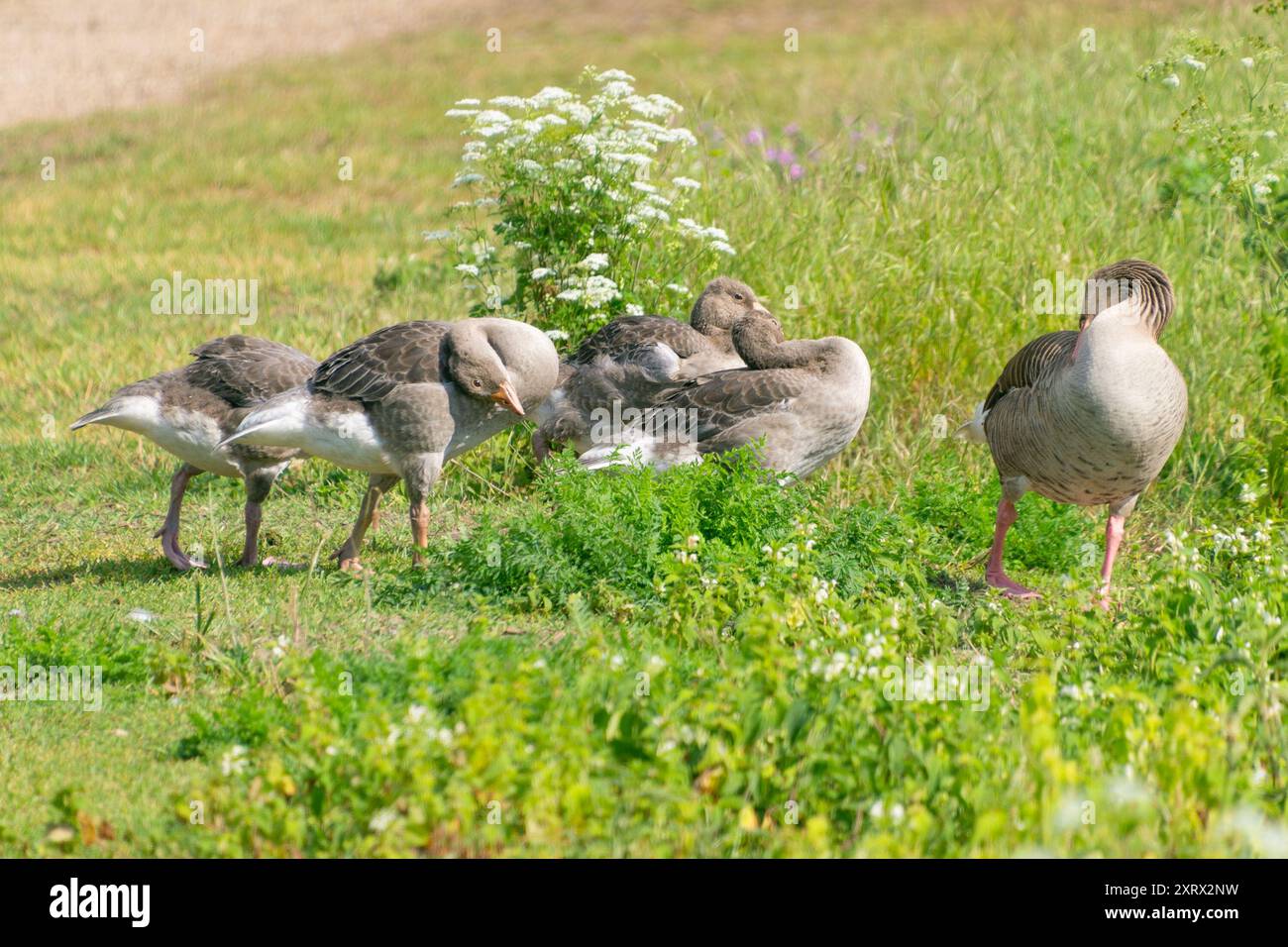 Gray geese with goslings. Birds in the wild Stock Photo - Alamy