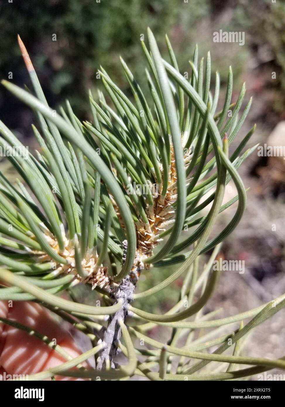 singleleaf pinyon (Pinus monophylla) Plantae Stock Photo - Alamy