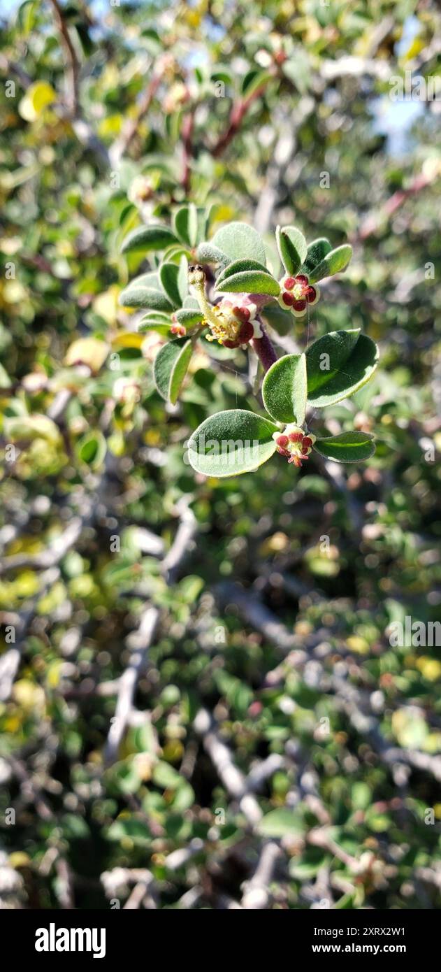 cliff spurge (Euphorbia misera) Plantae Stock Photo - Alamy