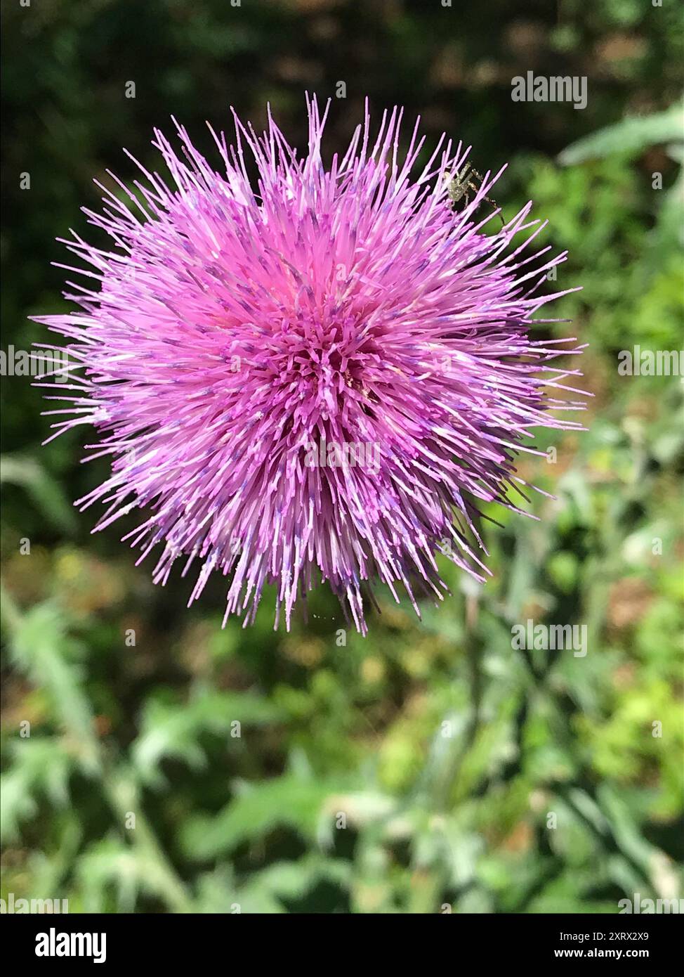 Texas Thistle (Cirsium texanum) Plantae Stock Photo - Alamy