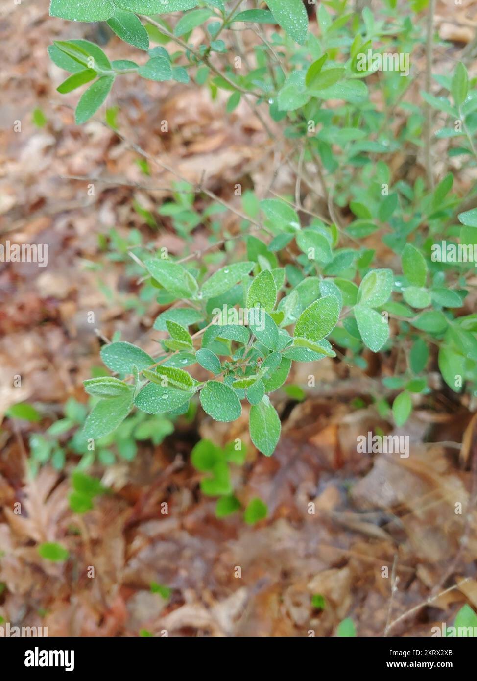 dicots (Magnoliopsida) Plantae Stock Photo - Alamy