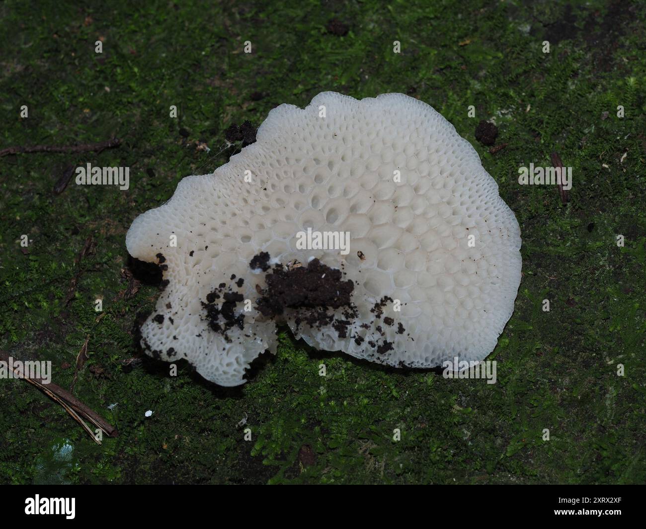 white porecap (Favolaschia pustulosa) Fungi Stock Photo - Alamy