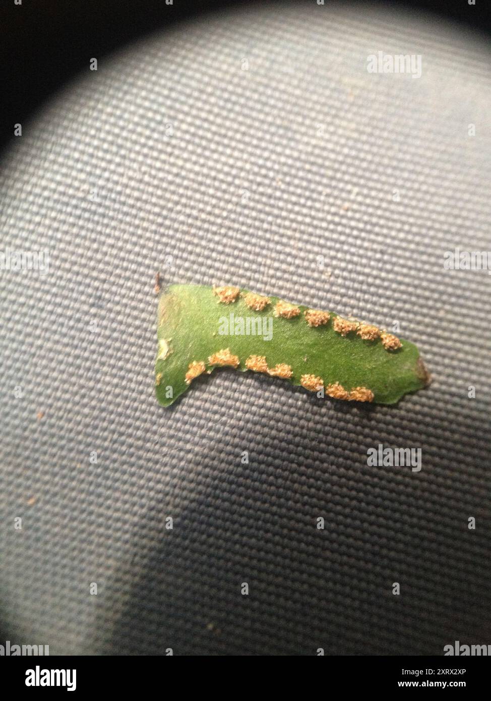 ferns (Polypodiopsida) Plantae Stock Photo - Alamy