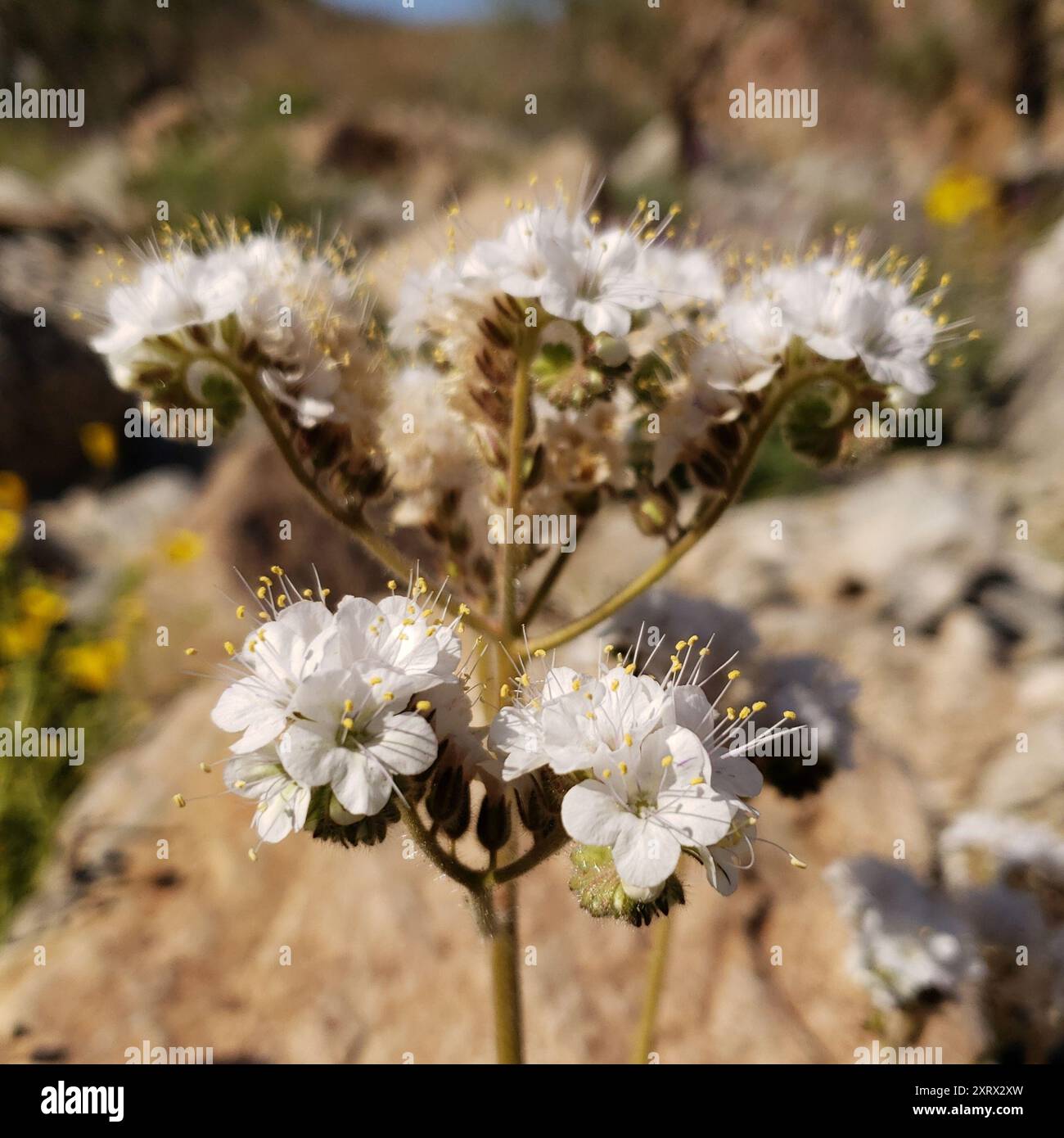 Notch-leaf Scorpionweed (Phacelia crenulata) Plantae Stock Photo - Alamy
