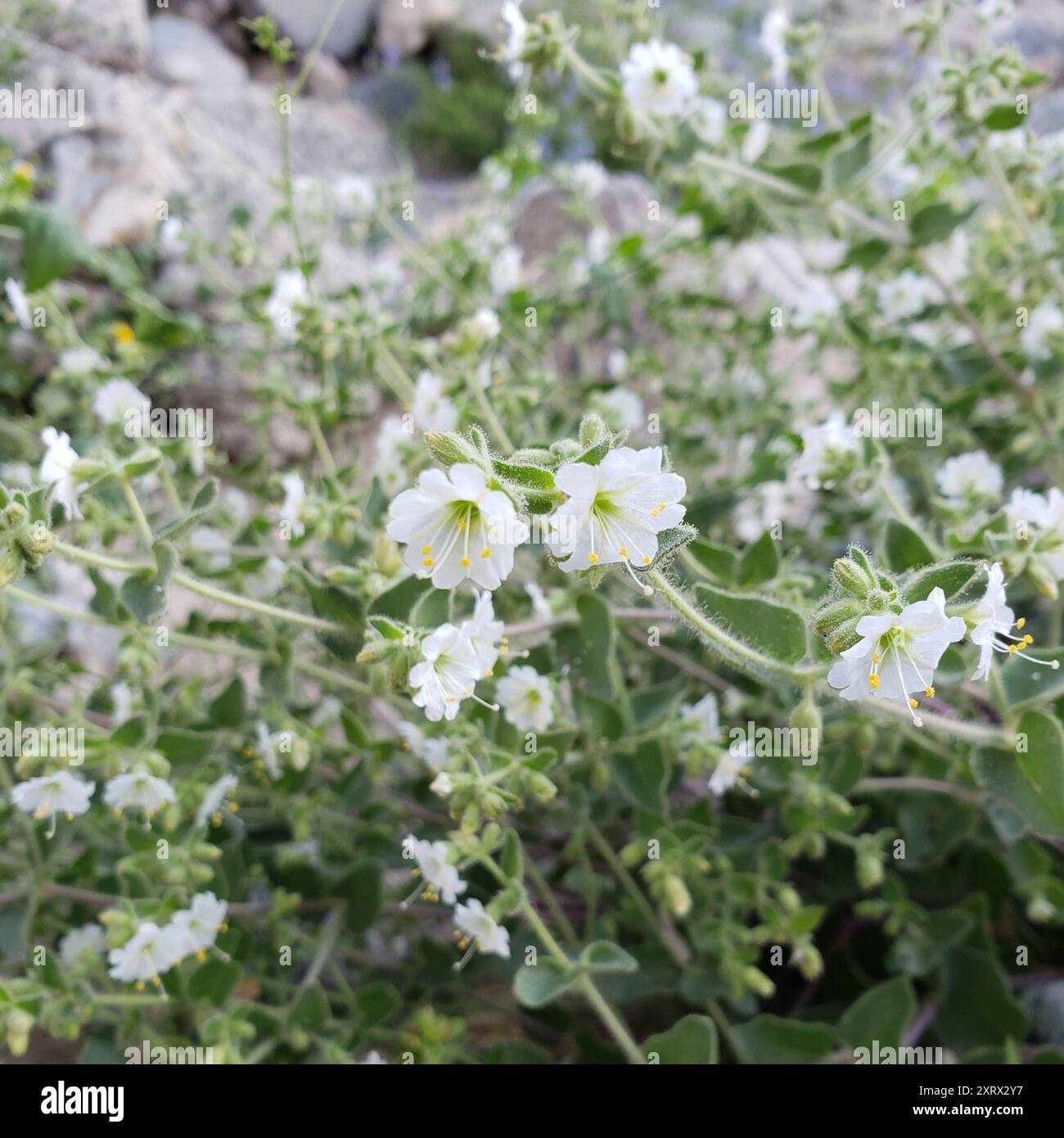 Wishbone Bush (Mirabilis laevis) Plantae Stock Photo - Alamy