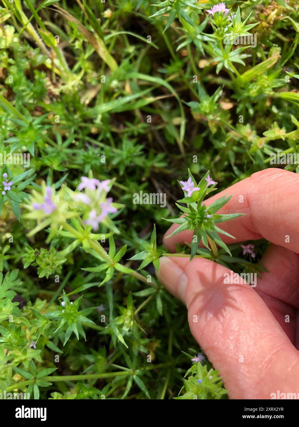 Field madder (Sherardia arvensis) Plantae Stock Photo - Alamy