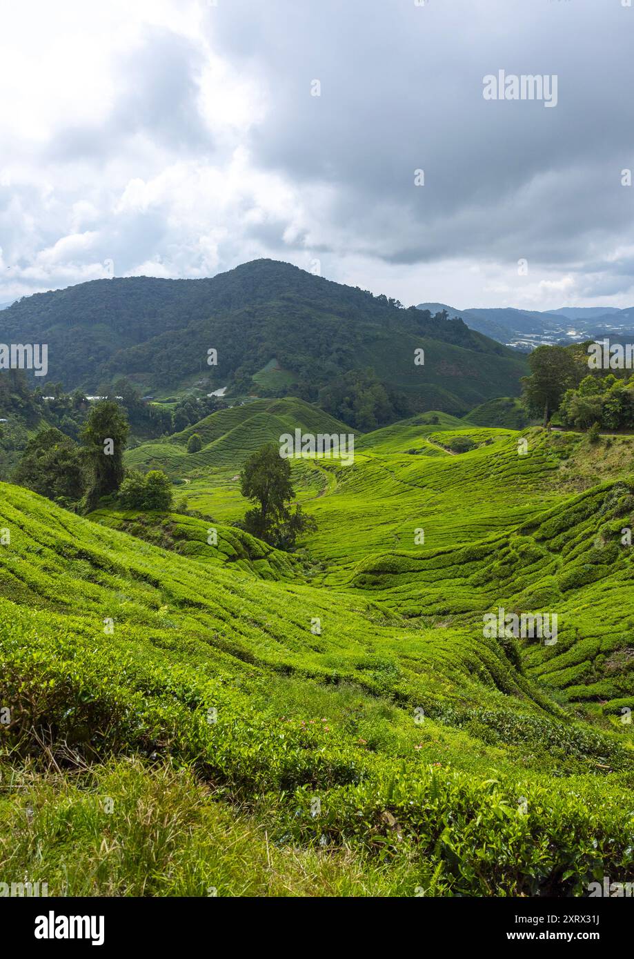 Tea plantations landscape, Pahang, Cameron Highlands, Malaysia Stock ...