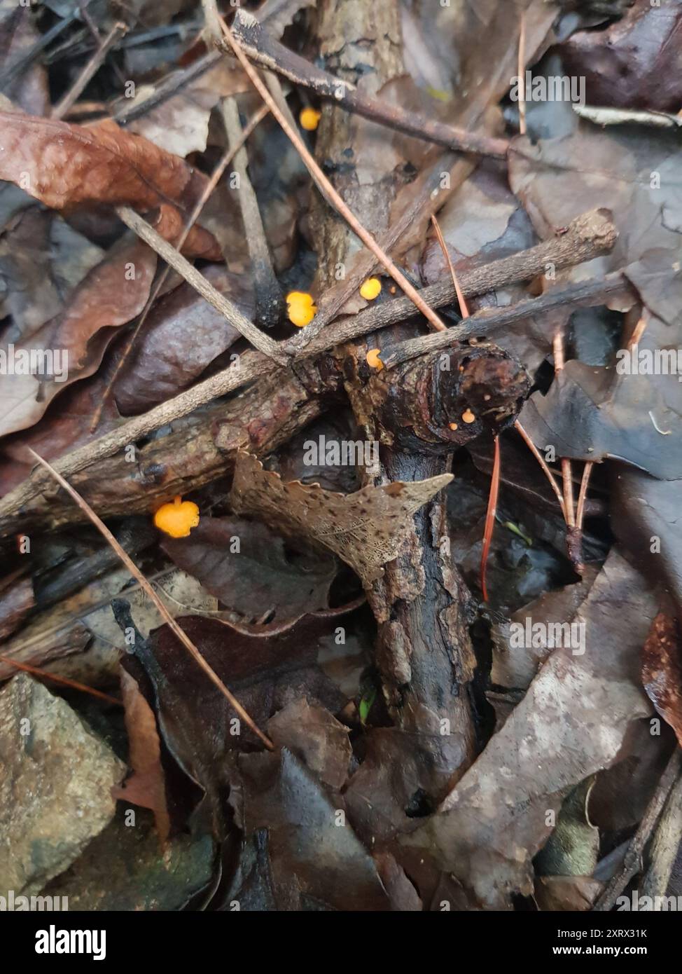 orange pore fungus (Favolaschia claudopus) Fungi Stock Photo - Alamy
