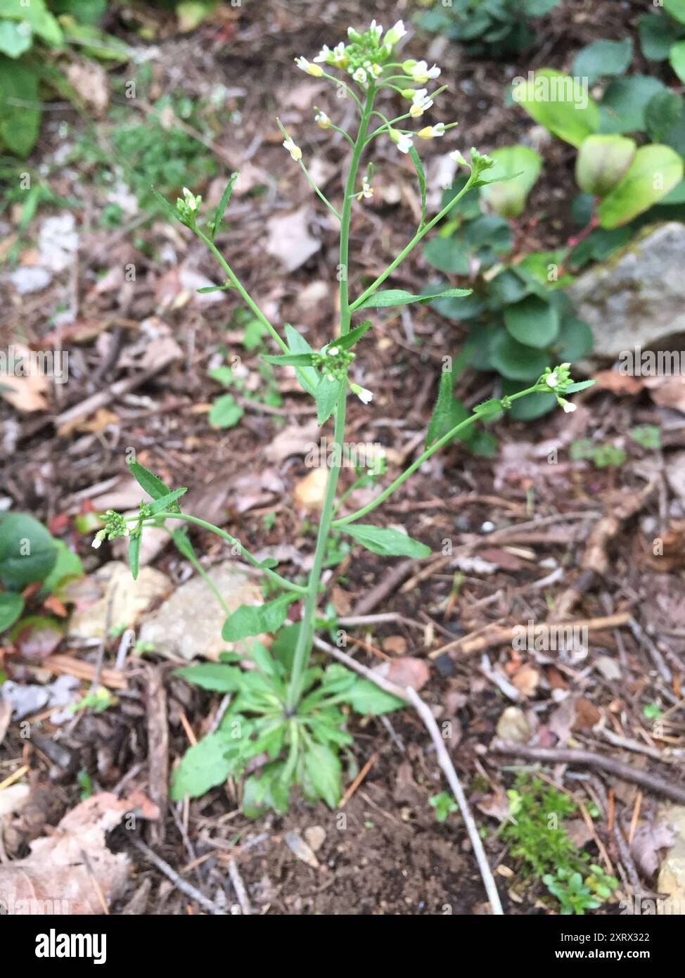 mouse-ear cress (Arabidopsis thaliana) Plantae Stock Photo - Alamy