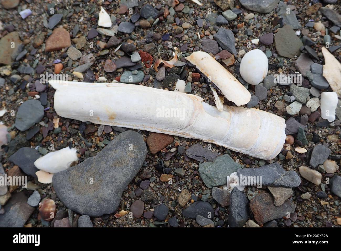 Atlantic Jackknife (Ensis leei) Mollusca Stock Photo - Alamy