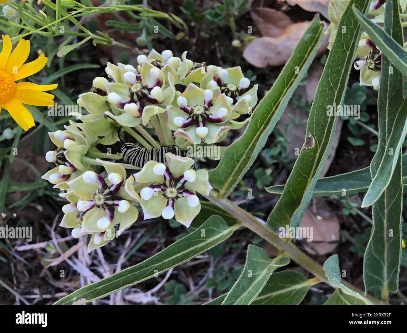 Antelopehorn Milkweed (Asclepias asperula) Plantae Stock Photo - Alamy